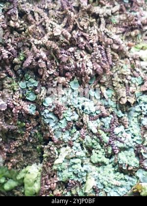 Elf Ears lichen (Normandina pulchella), Fungi, Colwood, BC, Canada ...