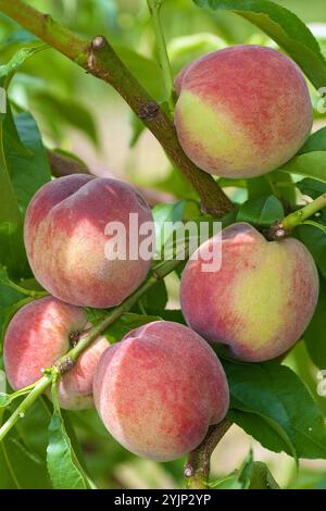 Prunus persica 'Frueher Roter Ingelheimer', Bundessortenamt ...
