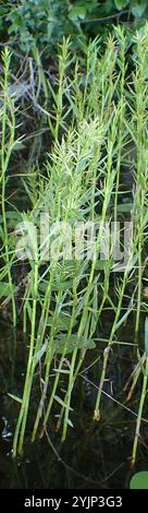 Three-way Sedge (Dulichium arundinaceum Stock Photo - Alamy