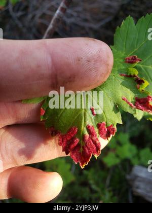 Rocky Mountain Maple Felt Mite (Aceria calaceris Stock Photo - Alamy