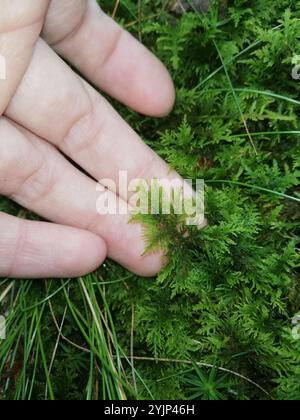 fern mosses (Thuidium Stock Photo - Alamy