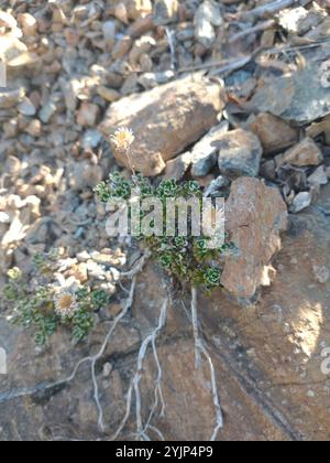 evergreen everlasting (Antennaria suffrutescens Stock Photo - Alamy