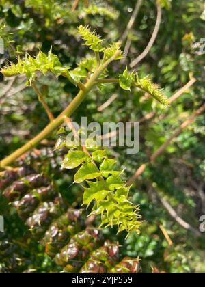 Poison Ash (Comocladia dodonaea Stock Photo - Alamy