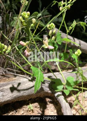 Gray's bean (Phaseolus grayanus Stock Photo - Alamy
