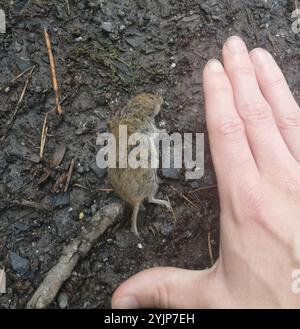 Voles, Lemmings, and Muskrats (Arvicolinae Stock Photo - Alamy