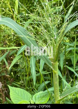 Smooth Witchgrass (Panicum dichotomiflorum Stock Photo - Alamy
