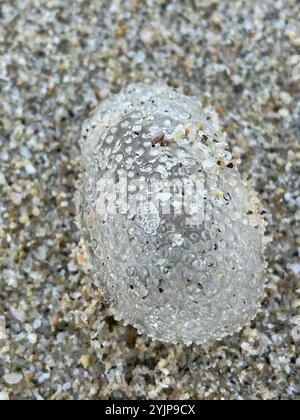 Spectacular Corolla (Corolla spectabilis Stock Photo - Alamy