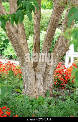 Sieben Soehne des Himmels-Strauch, Heptacodium miconioides, Seven sons ...