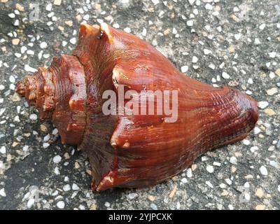 Spiral Melongena (Volegalea cochlidium Stock Photo - Alamy