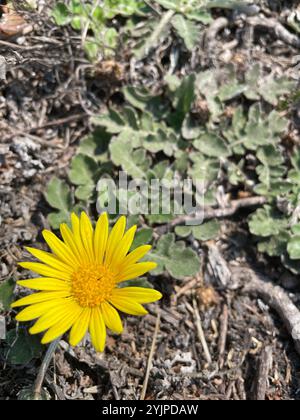 Prostrate Capeweed (Arctotheca prostrata Stock Photo - Alamy