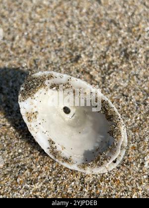 Rough Keyhole Limpet (Diodora aspera Stock Photo - Alamy