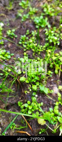 slender-stemmed androsace (Androsace filiformis Stock Photo - Alamy