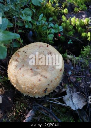 Purple-staining Bearded Milk Cap (Lactarius repraesentaneus Stock Photo ...