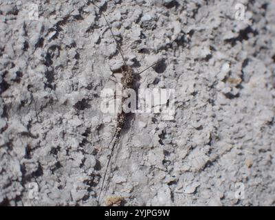 Rock Bristletails (Meinertellidae Stock Photo - Alamy