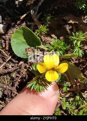 western roundleaf violet (Viola orbiculata Stock Photo - Alamy
