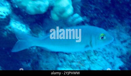Snubnose Emperor Bream (Lethrinus borbonicus Stock Photo - Alamy