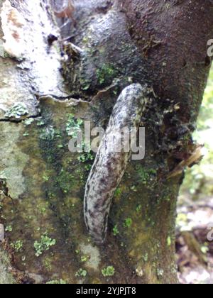 Toga Mantleslug (Philomycus togatus Stock Photo - Alamy