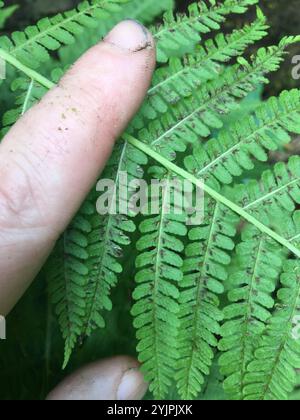 silvery glade fern (Deparia acrostichoides), Plantae, Madison County ...