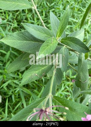 eastern swamp milkweed (Asclepias incarnata pulchra Stock Photo - Alamy