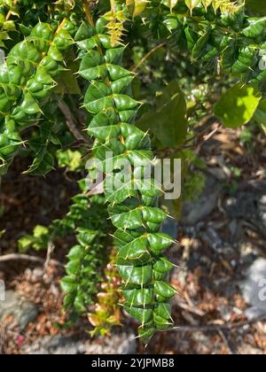 Poison Ash (Comocladia dodonaea Stock Photo - Alamy