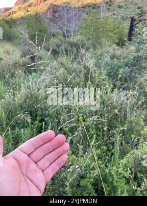 African love grass (Eragrostis curvula) Plantae Stock Photo - Alamy