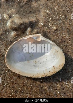 West Atlantic Surfclam (Spisula solidissima Stock Photo - Alamy