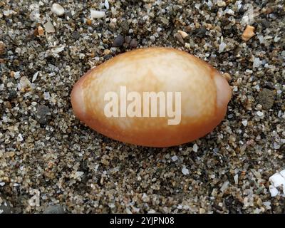 Snakehead Cowrie (Monetaria caputserpentis Stock Photo - Alamy