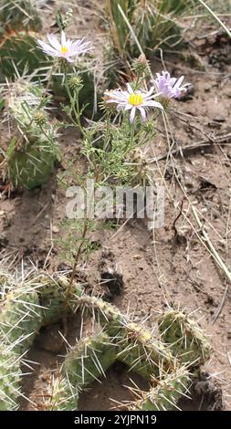 Tahoka daisy (Machaeranthera tanacetifolia Stock Photo - Alamy