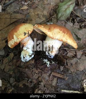 Red-banded Webcap - Cortinarius armillatus Stock Photo - Alamy