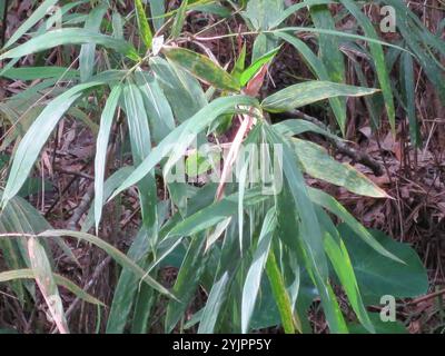 switch cane (Arundinaria tecta Stock Photo - Alamy