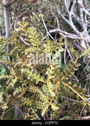 celery pine (Phyllocladus trichomanoides Stock Photo - Alamy