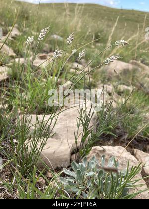 white milkwort (Polygala alba Stock Photo - Alamy