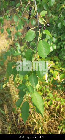 fire cherry (Prunus pensylvanica Stock Photo - Alamy