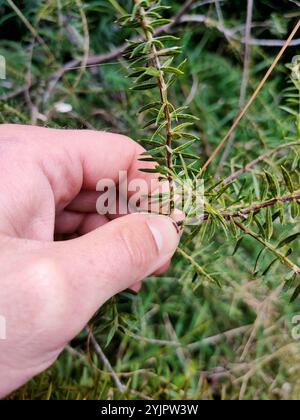 Prickly moses (Acacia verticillata Stock Photo - Alamy