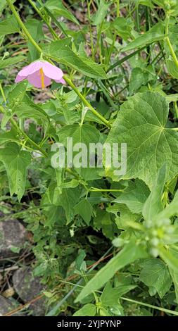 Saltmarsh mallow (Kosteletzkya pentacarpos Stock Photo - Alamy