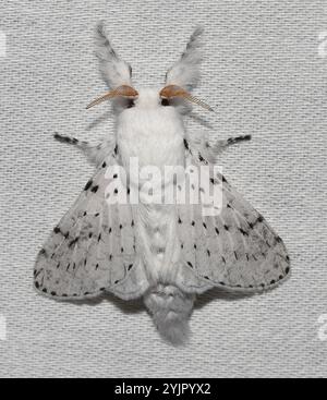 Dot-lined White (Artace cribrarius Stock Photo - Alamy