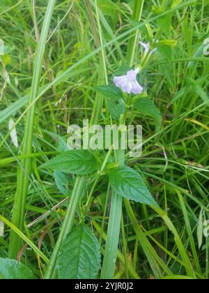 sharpwing monkeyflower (Mimulus alatus Stock Photo - Alamy