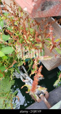 Clustered Dock (Rumex conglomeratus Stock Photo - Alamy