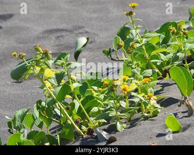 sea daisy (Wollastonia biflora Stock Photo - Alamy