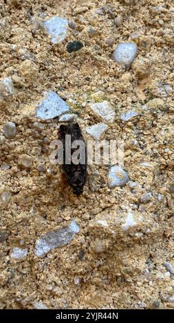 Verbena Bud Moth (Endothenia hebesana Stock Photo - Alamy
