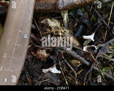 Grey Tooth (Phellodon melaleucus Stock Photo - Alamy