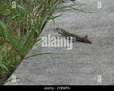 Common Spotted Whiptail (Aspidoscelis gularis Stock Photo - Alamy