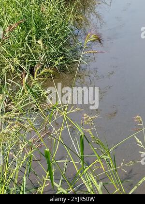 rough barnyard grass (Echinochloa muricata Stock Photo - Alamy