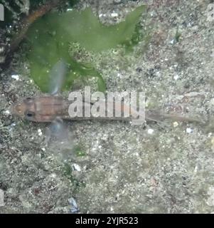 Blackeye Goby (Rhinogobiops nicholsii Stock Photo - Alamy
