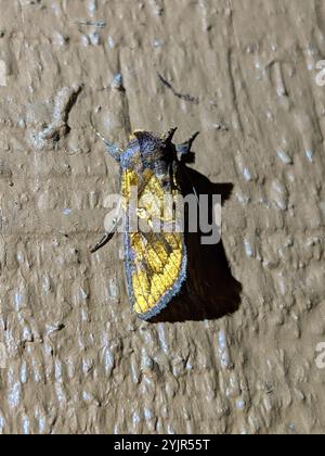 Golden Looper Moth (Argyrogramma verruca Stock Photo - Alamy