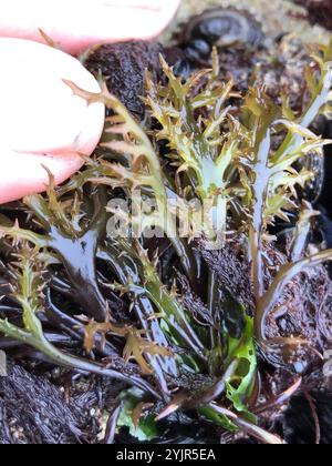 Lawn alga (Chondracanthus canaliculatus Stock Photo - Alamy
