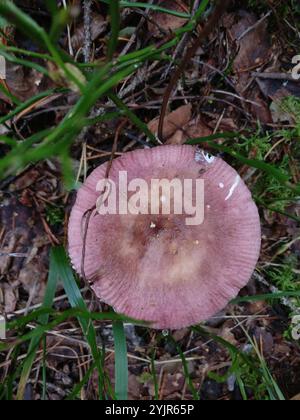 Purple Swamp Brittlegill (Russula nitida Stock Photo - Alamy