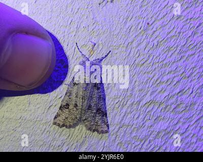 Forest Semilooper (Declana floccosa Stock Photo - Alamy