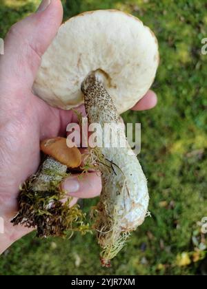 aspen bolete (Leccinum insigne Stock Photo - Alamy