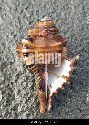 Cymatiid Triton Snails (Cymatiidae Stock Photo - Alamy